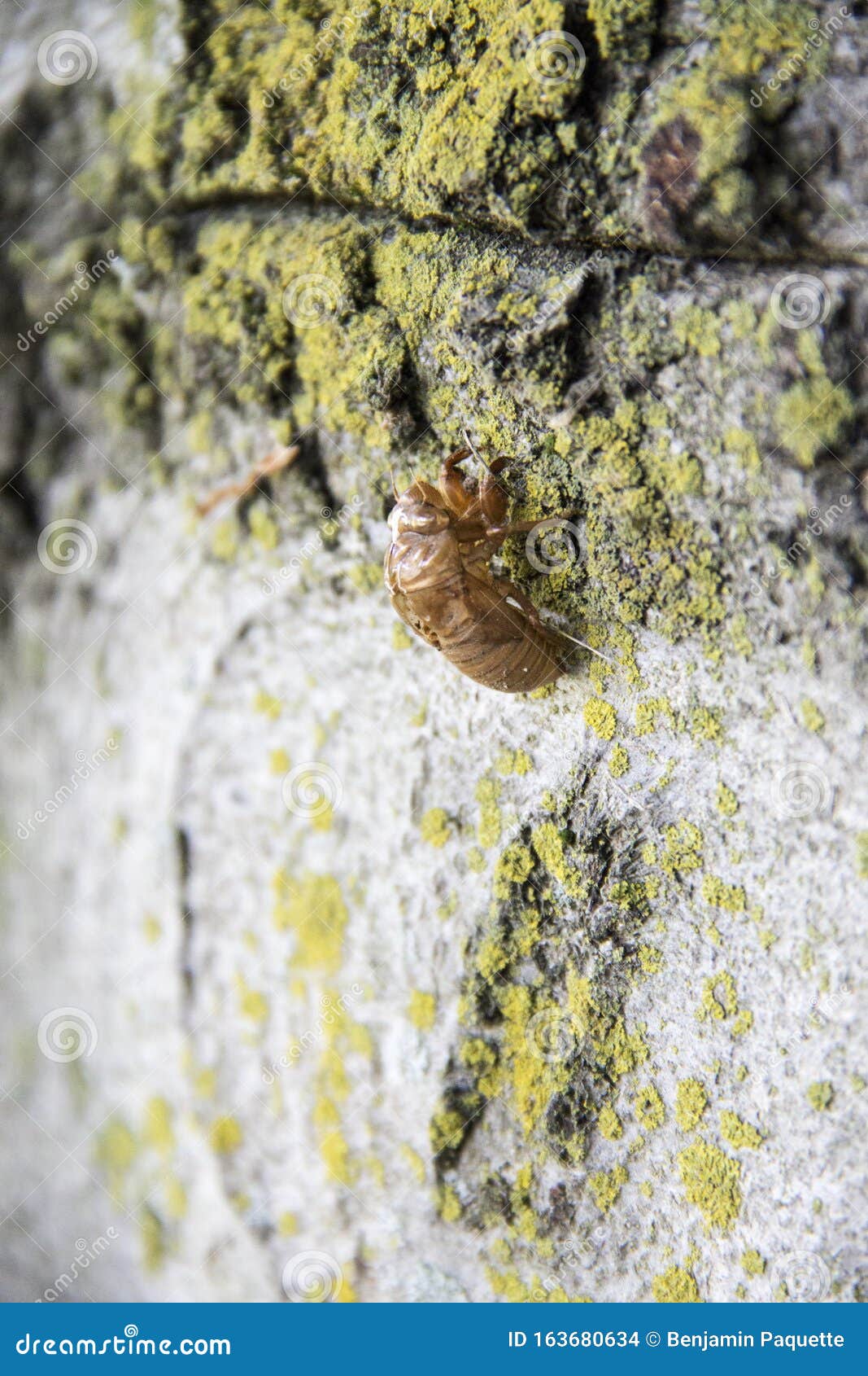 Outer Shell of a Bug on a Tree Stock Photo - Image of wall, skin: 163680634