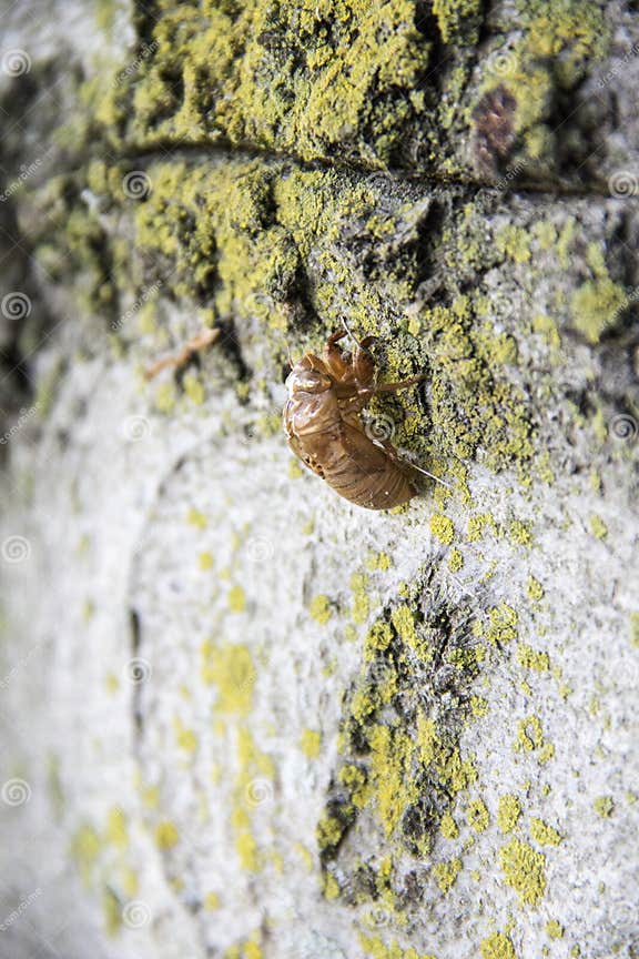 Outer Shell of a Bug on a Tree Stock Photo - Image of wall, skin: 163680634