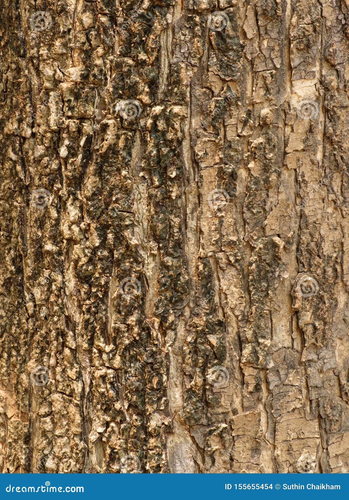 The Outer Shell of the Tree,texture Bark Stock Photo - Image of macro ...