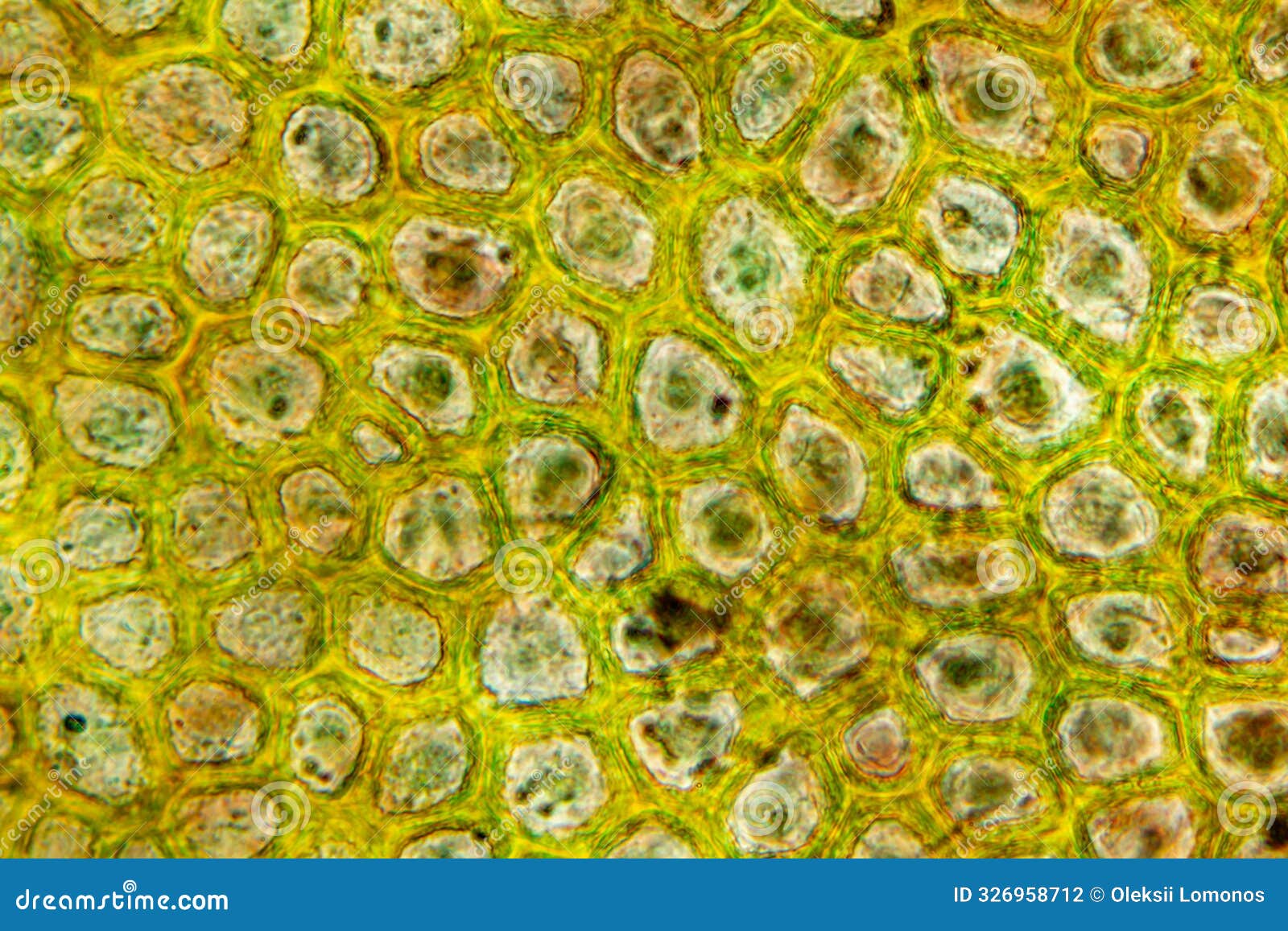 When Viewed Under a Microscope, a Tomato Reveals a Fascinating and ...