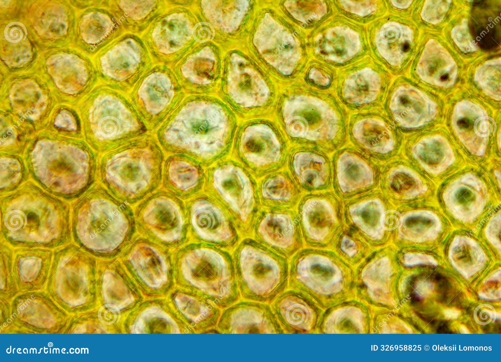 When Viewed Under a Microscope, a Tomato Reveals a Fascinating and ...