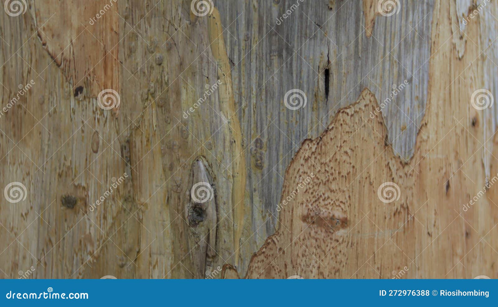 Outer Skin of the Tree Wood Texture Pattern and Background Stock Photo ...
