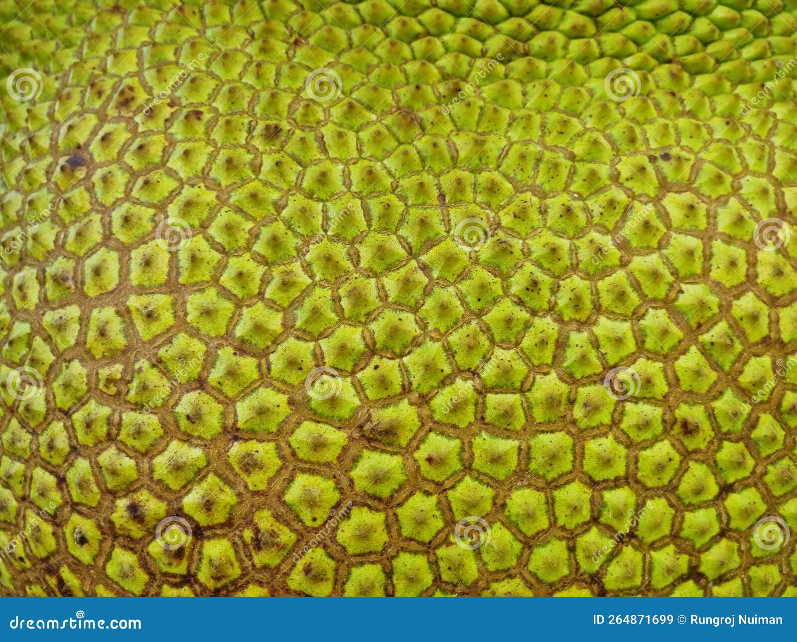 Jackfruit, A Rough Fruit With Spikes With Jackfruit Patterns Texture ...