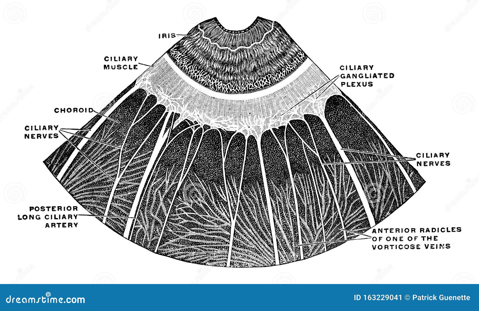 Outer Surface of the Middle Eye, Vintage Illustration Stock Vector ...
