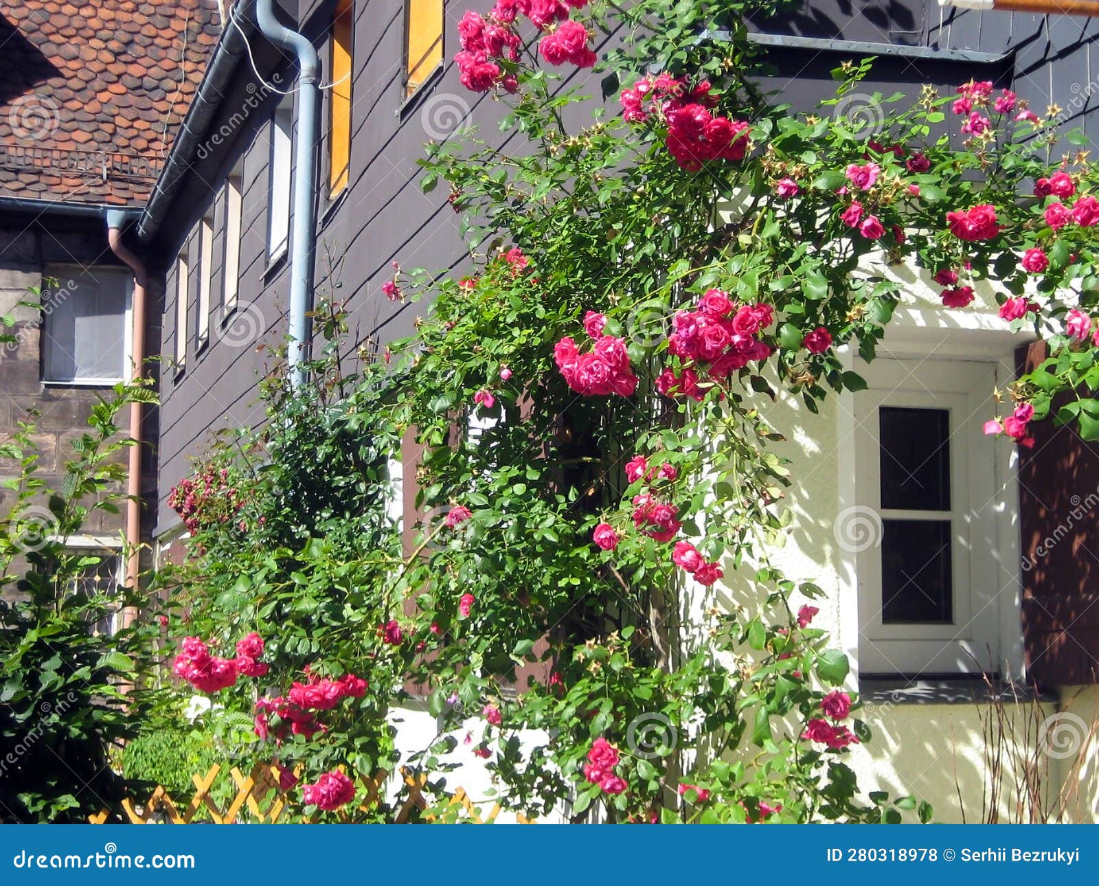 On the Outer Wall of the Building, Red Geranium Flowers are Woven Near ...