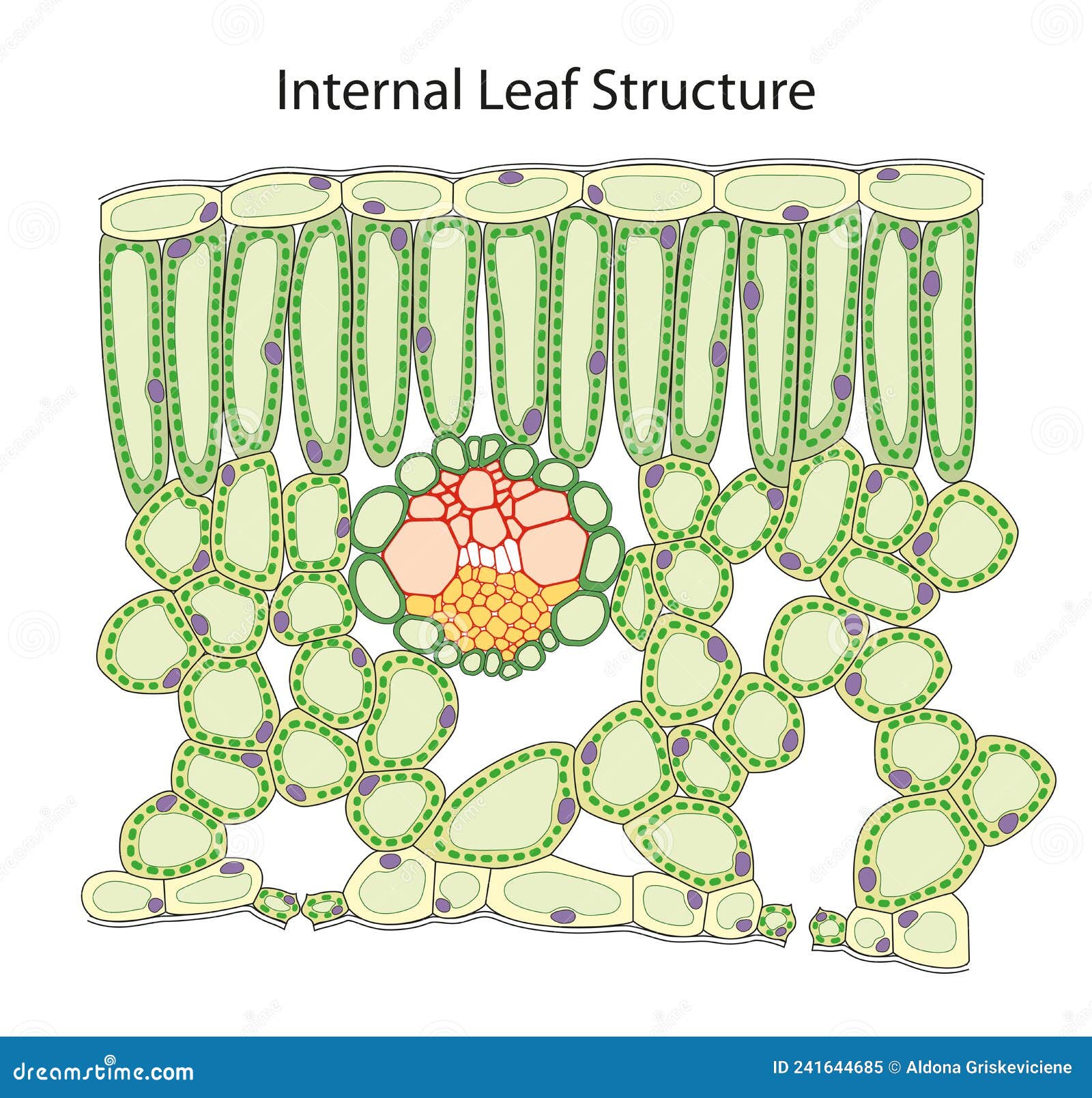Stomata Opening And Closing Vector Illustration. Labeled Educational ... Stomata Opening And Closing Vector Illustration. Labeled Educational ...