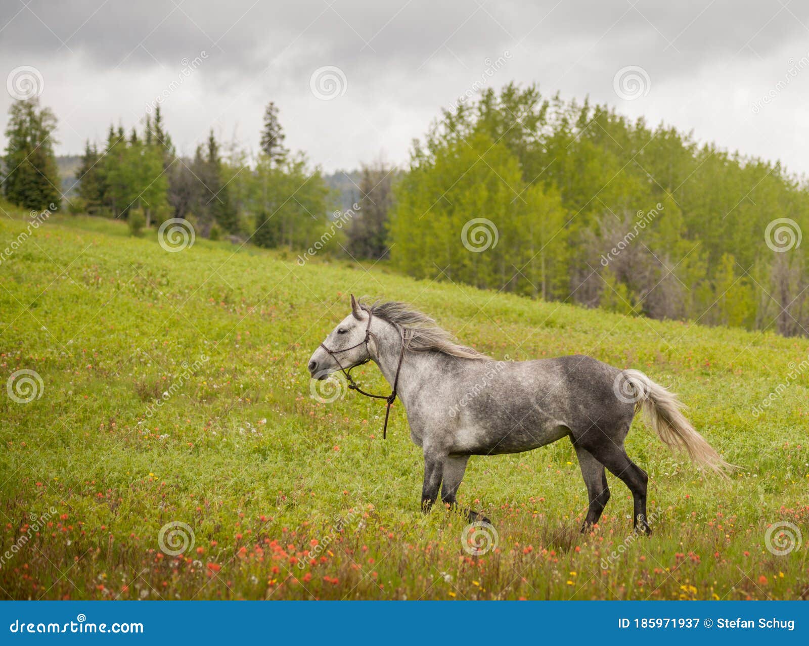 Running Grey Horse stock image. Image of equestrian - 185971937
