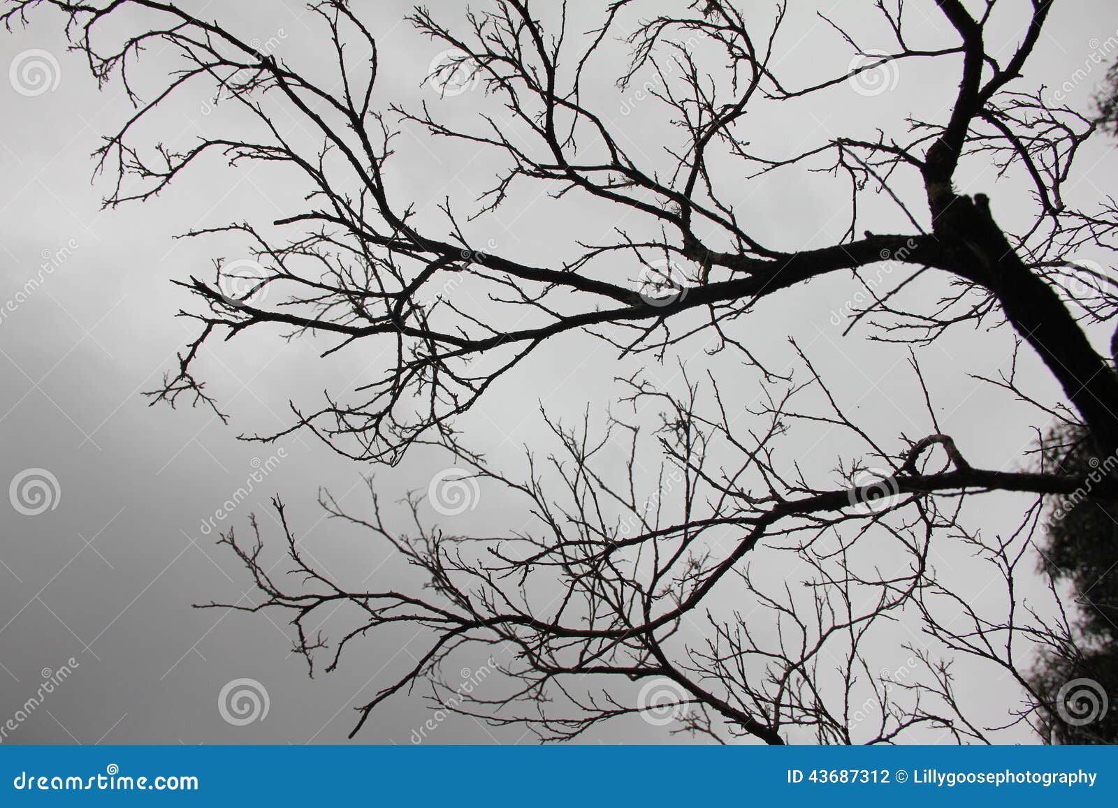 Outline of a Barren Tree Branch Stock Photo - Image of hawaii ...