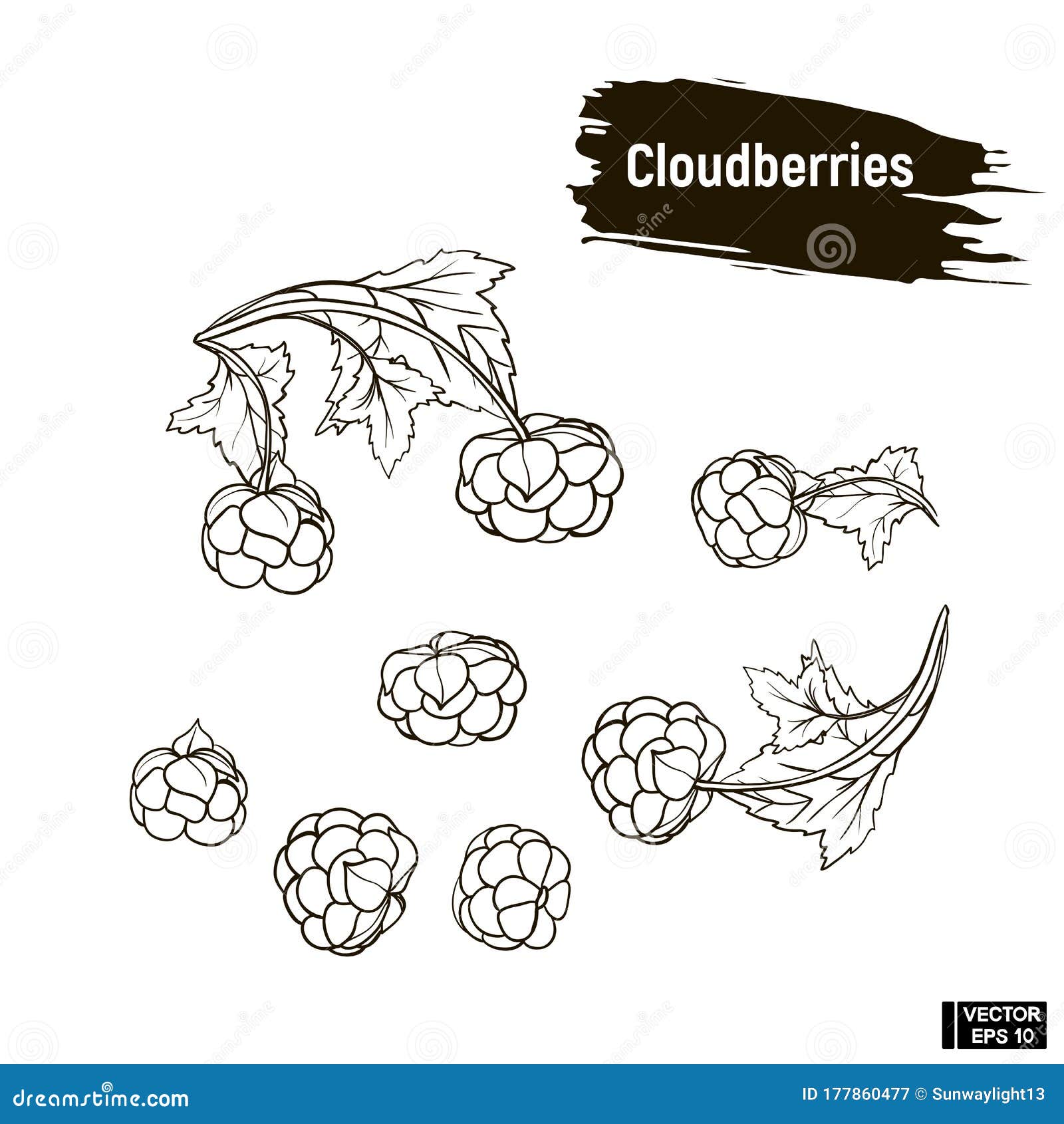 Outline Berry, Cloudberries Sketch Stock Illustration - Illustration of ...