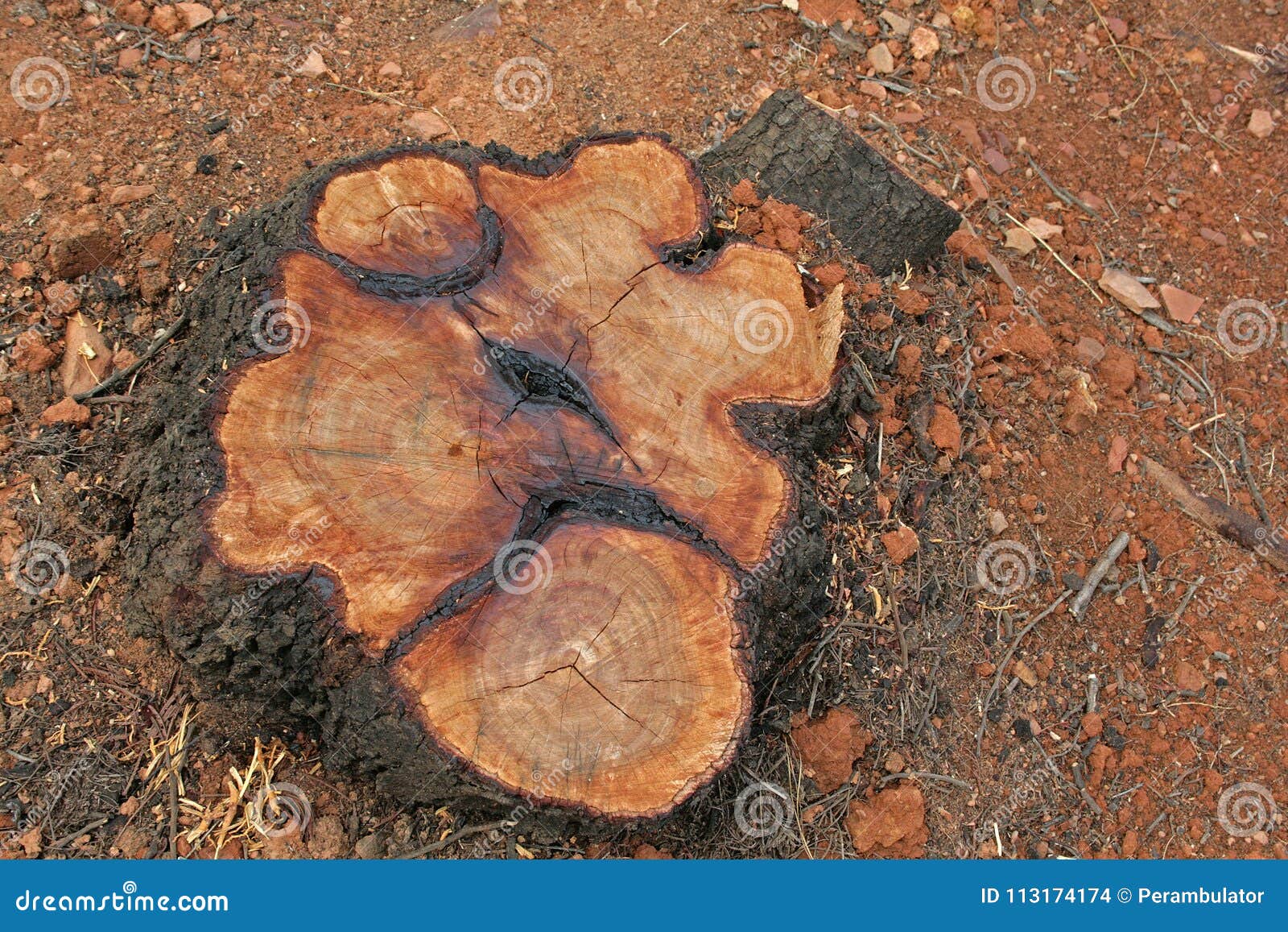 PATTERN on EXPOSED SURFACE of FELLED TREE Stock Photo - Image of ground ...