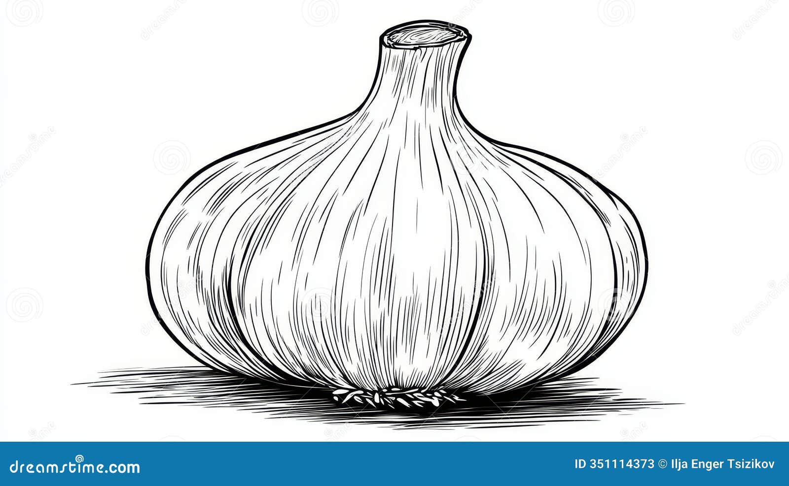 Outline Contour Isolated Single Garlic, Etching Aesthetic of Vegetable ...