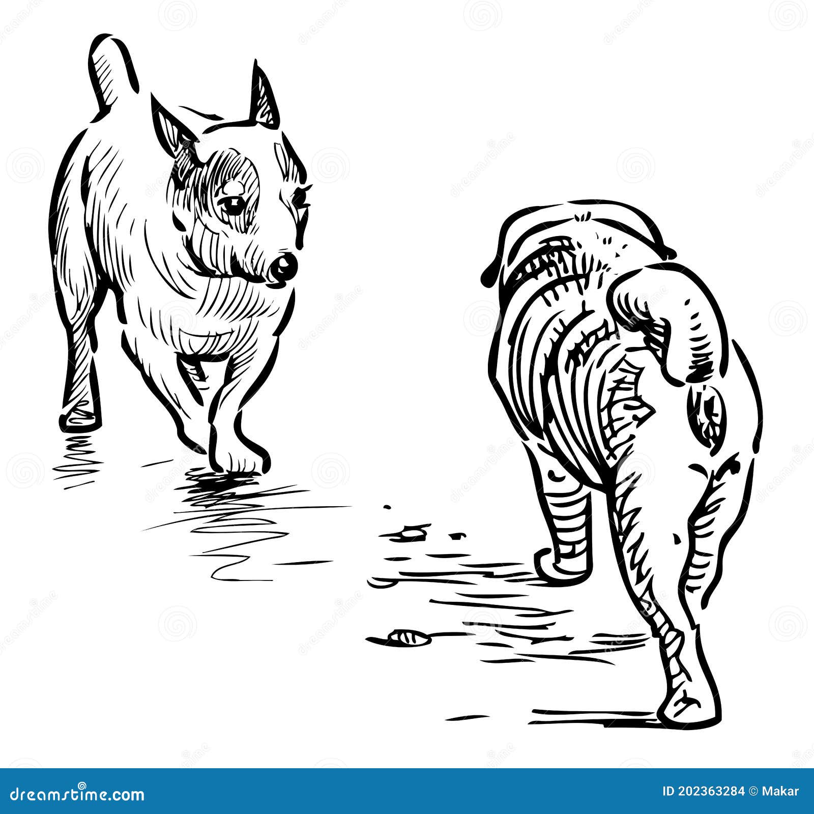 Outline Drawing of Two Lap Dogs Meeting on a Walk Stock Vector ...