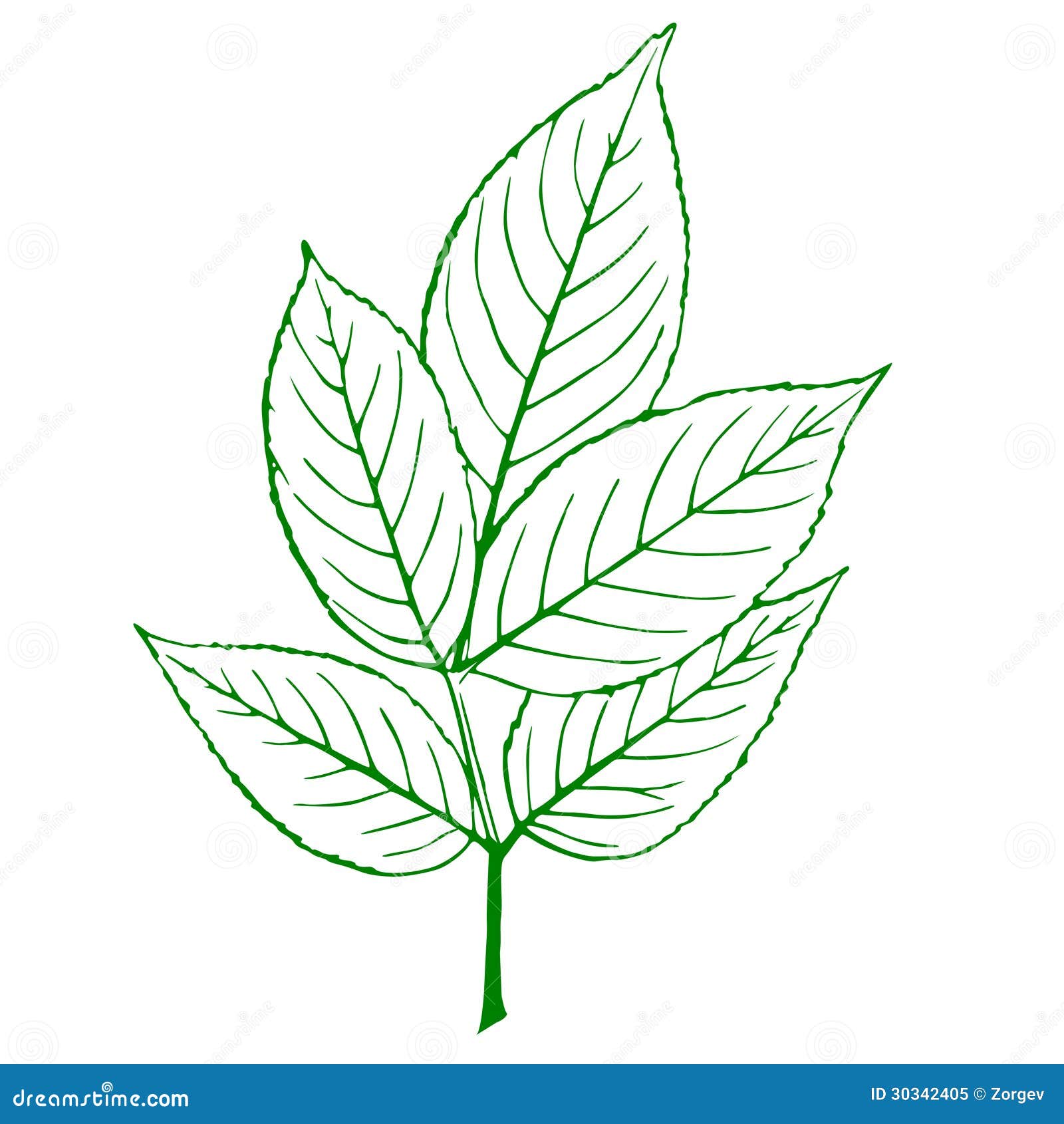 Outline of a green plant stock vector. Illustration of line - 30342405