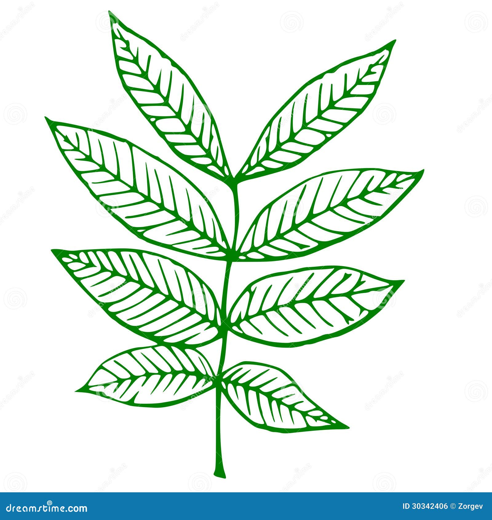 Outline of a green plant stock vector. Illustration of green - 30342406