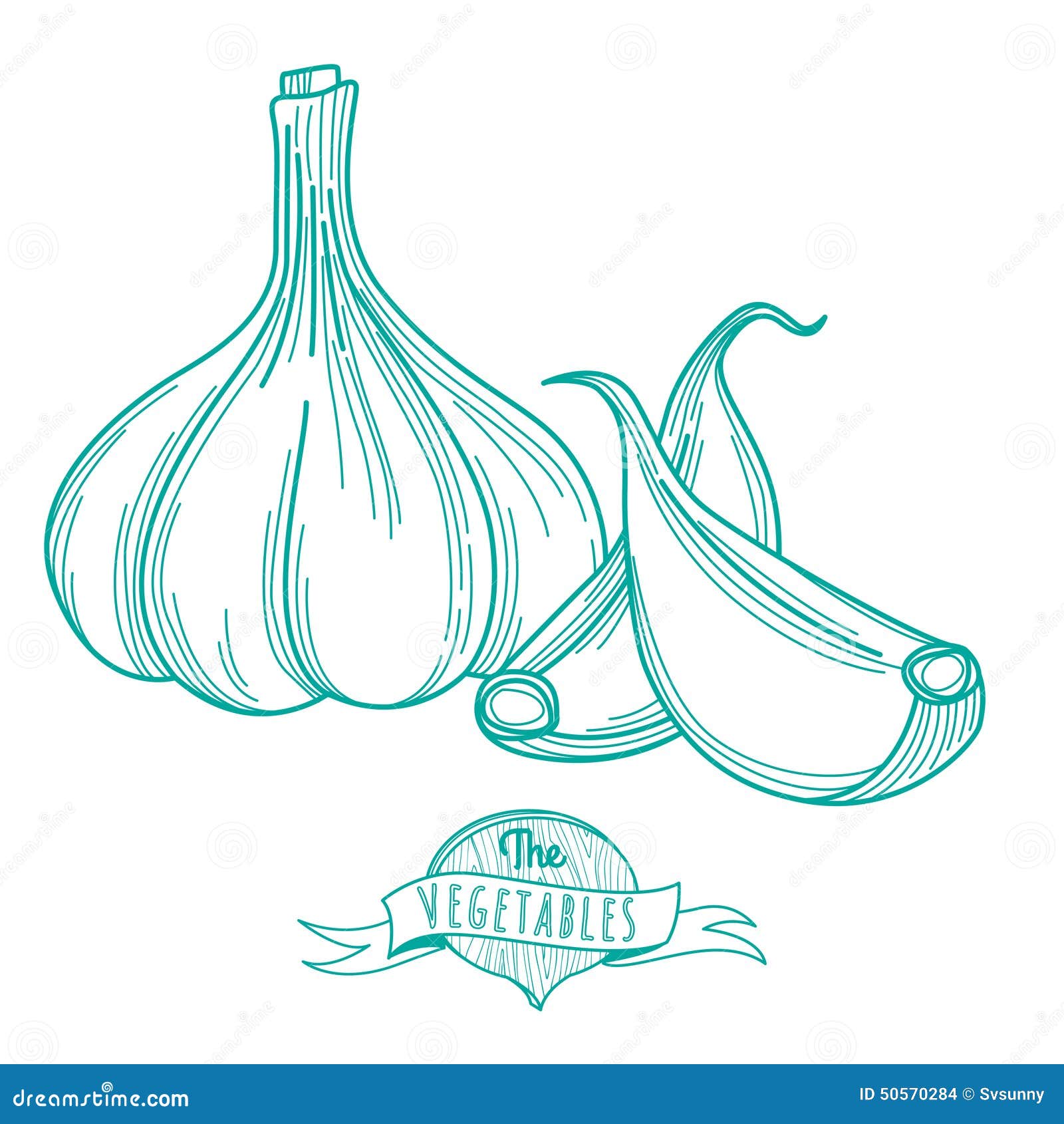 Outline Hand Drawn Sketch of Garlic (flat Style, Thin Line) Stock ...