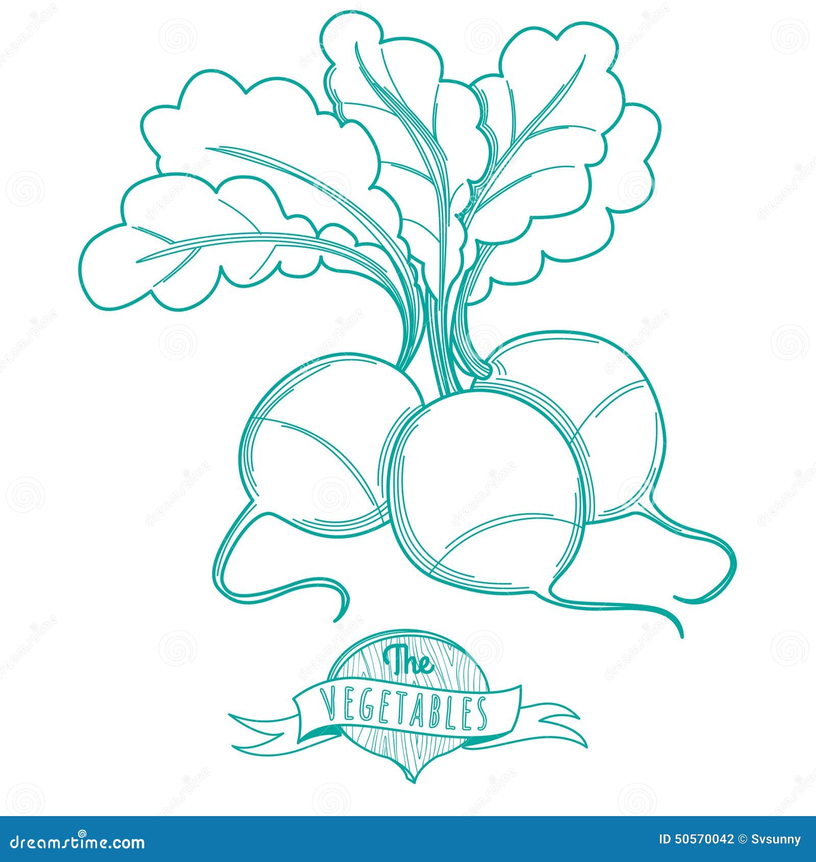 Outline Hand Drawn Sketch of Radish (flat Style, Thin Line) Stock ...