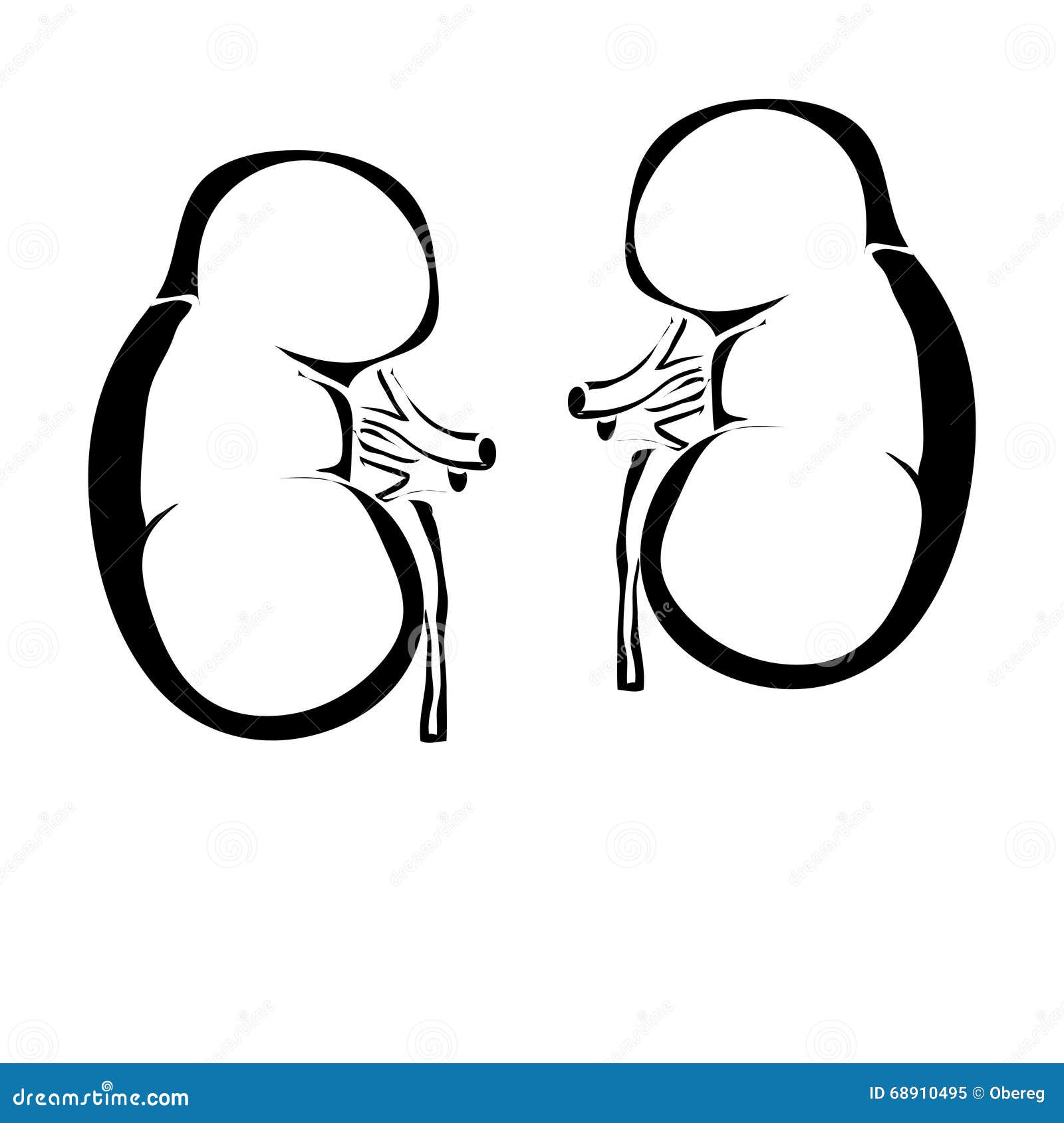 Outline Kidneys Human Internal Organs Stock Vector - Illustration of ...