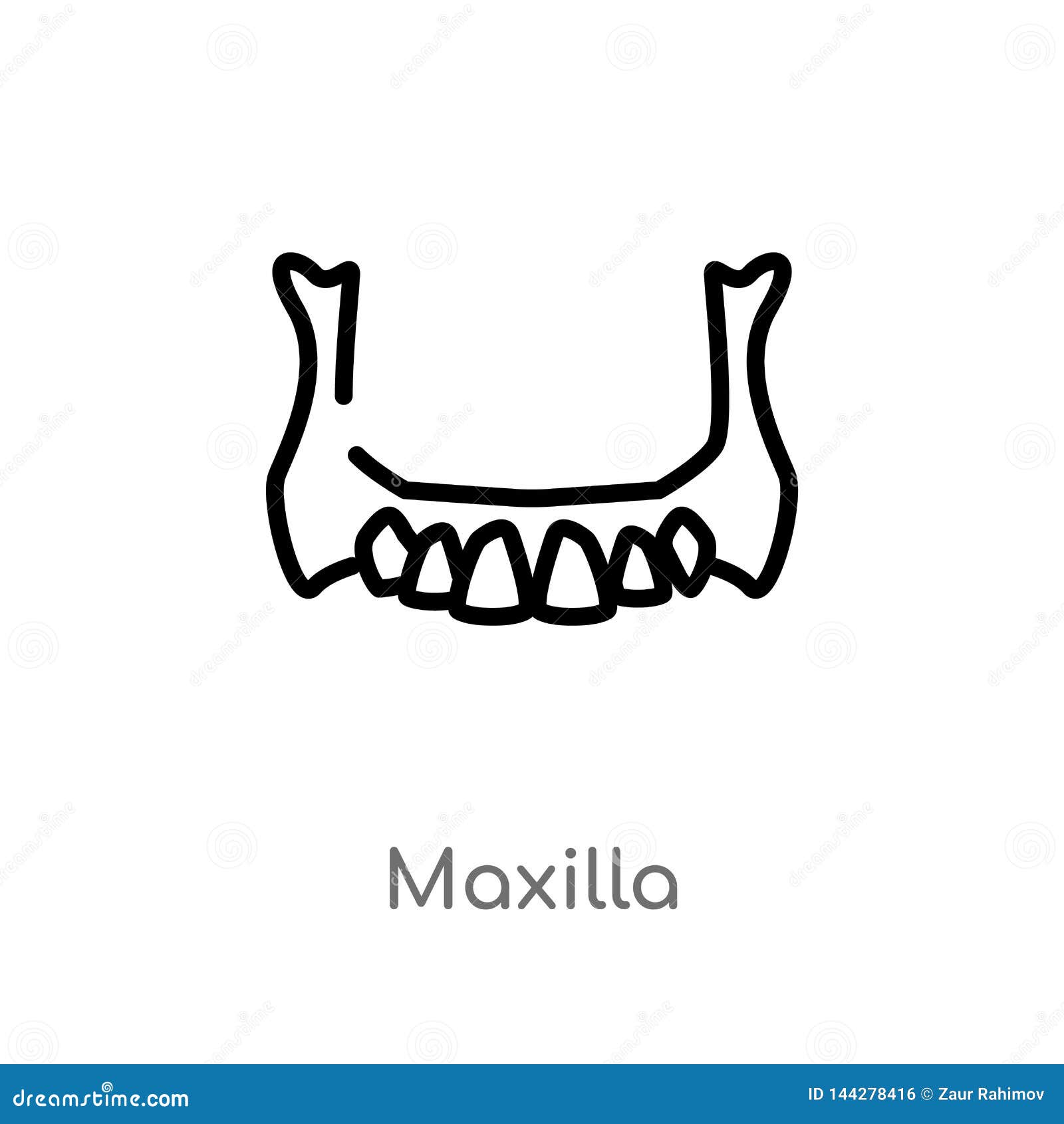 Maxilla Icon. Trendy Modern Flat Linear Vector Maxilla Icon On W ...