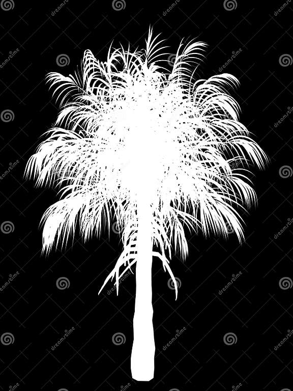 Outline of palm tree stock illustration. Illustration of leaf - 10852642