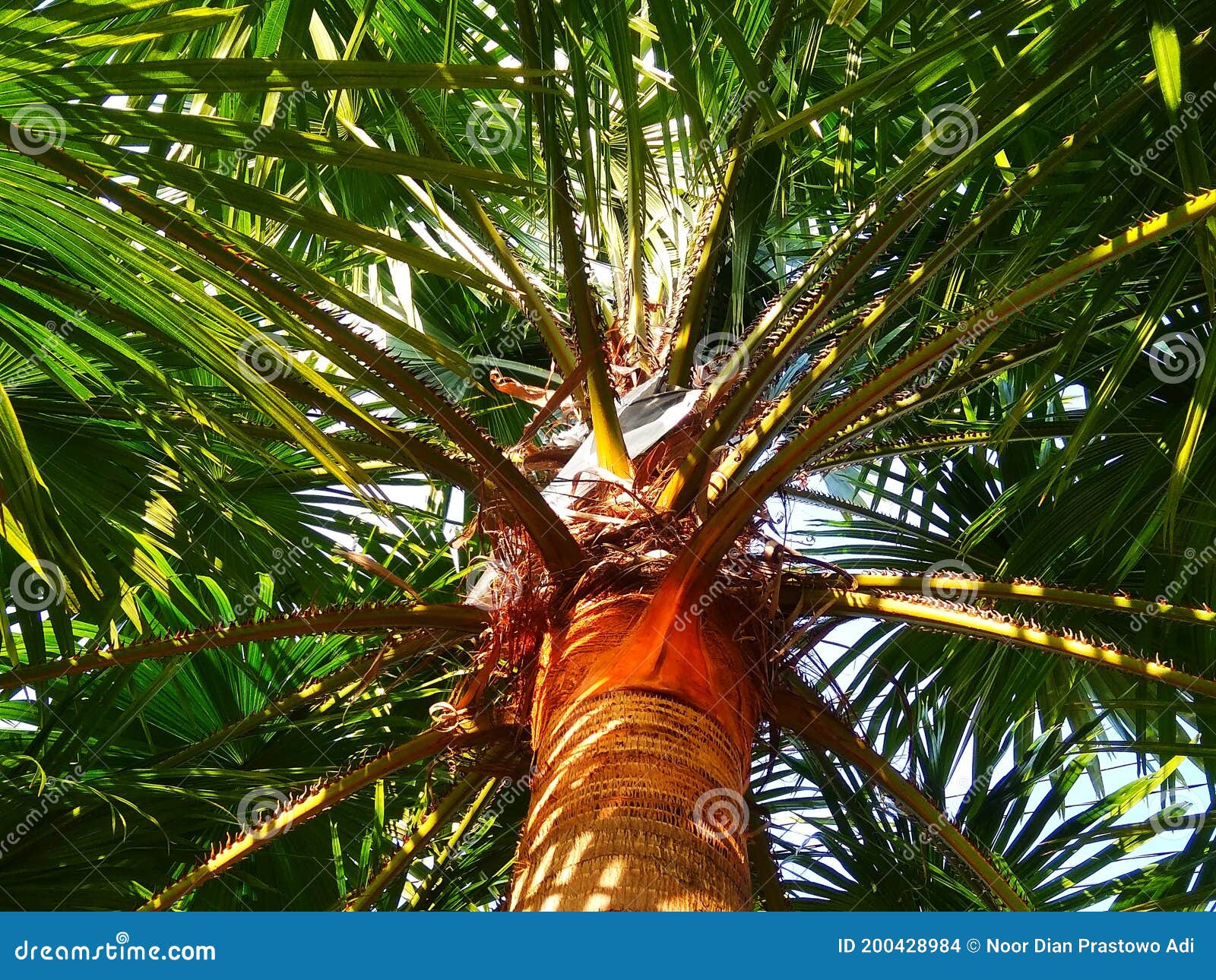 Outline of the Palm Tree Trunk Stock Photo - Image of plant, flower ...