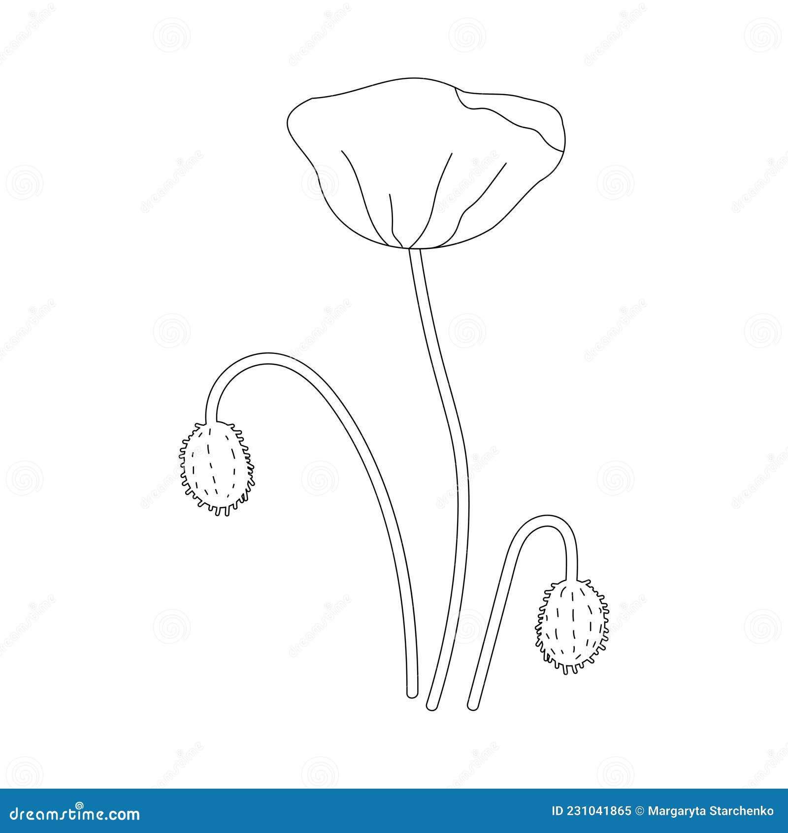 Outline poppy illustration stock vector. Illustration of foliage ...