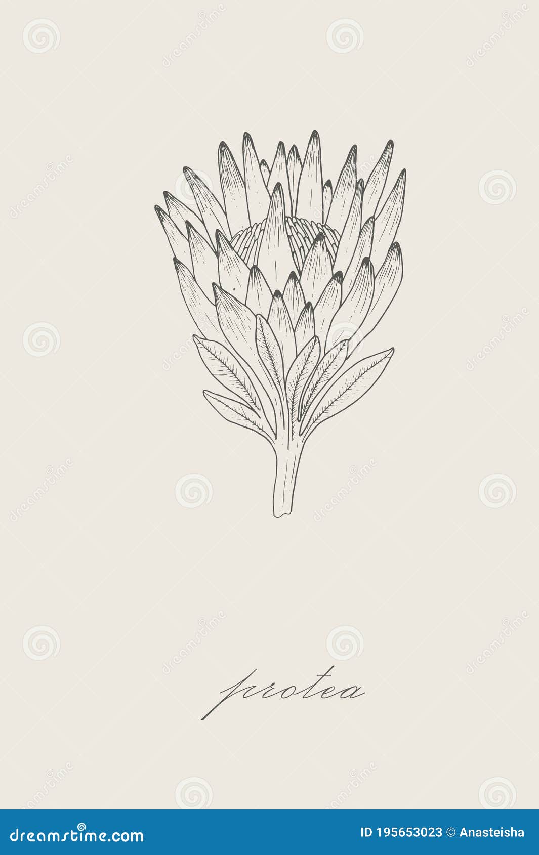 Protea Illustration Stock Illustrations – 3,310 Protea Illustration ...