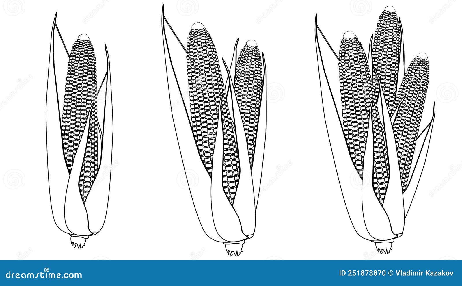Outline Set of Ripe Corn Cobs with Grains and Leaves Isolated on White ...