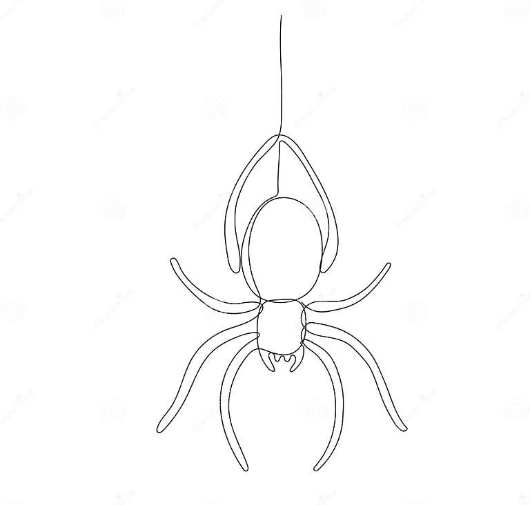 Outline Spider Hanging on Web. Vector Line Illustration Stock Vector ...