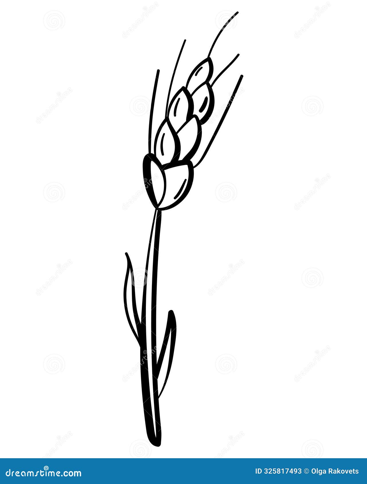 Outline Spikelet In Doodle Style, Hand Drawn Grain Plant For Design ...