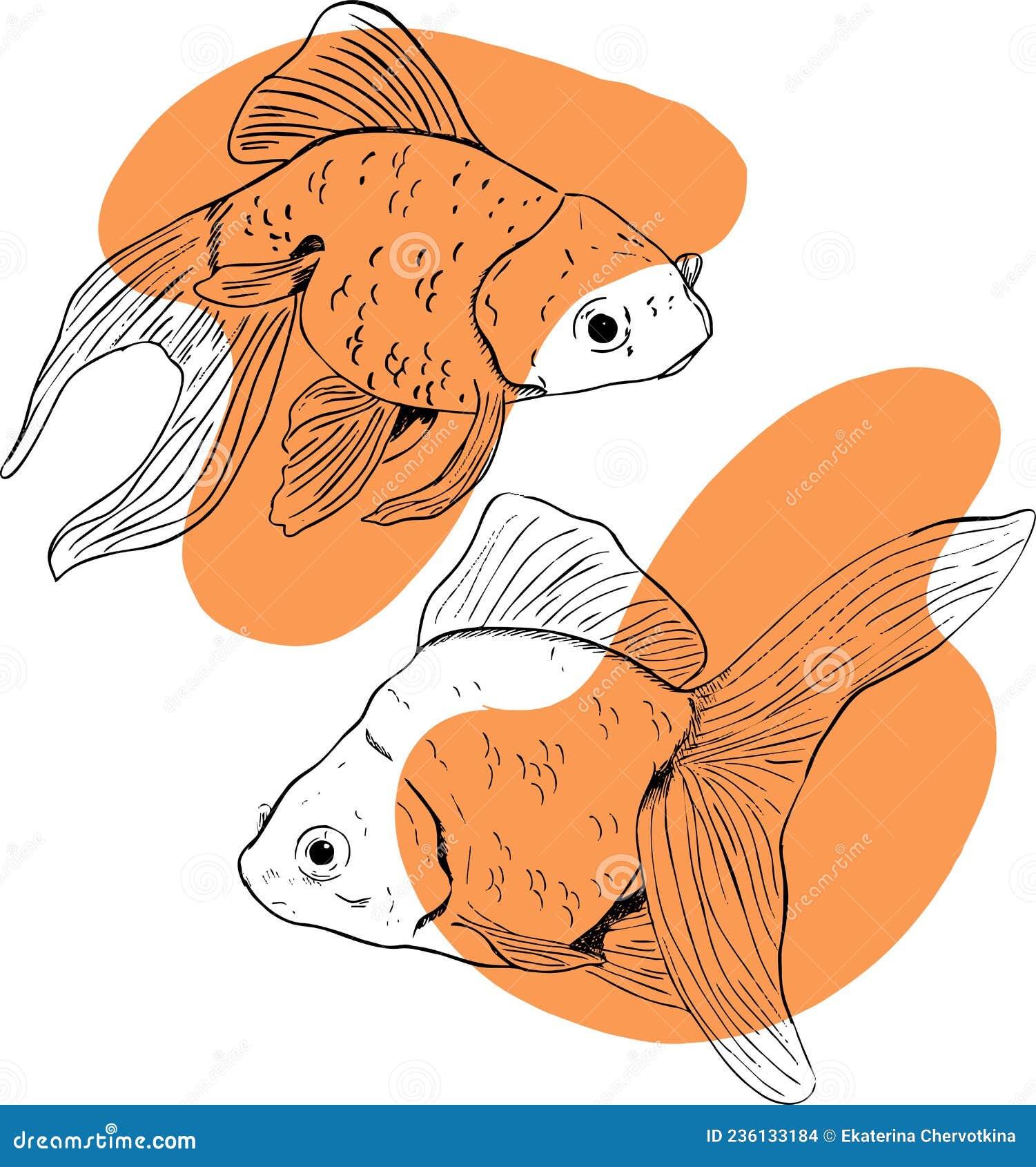 Goldfish, Illustration Isolated On White Background | CartoonDealer.com ...