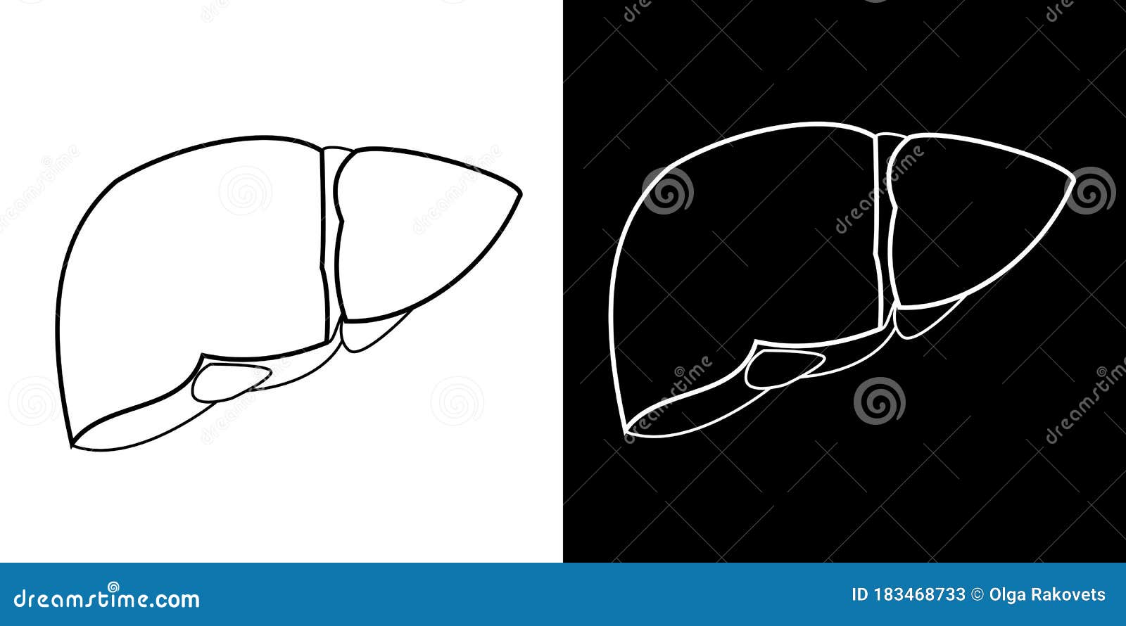 Outline Vector Drawing of a Human Liver. Illustration with Simple Lines ...