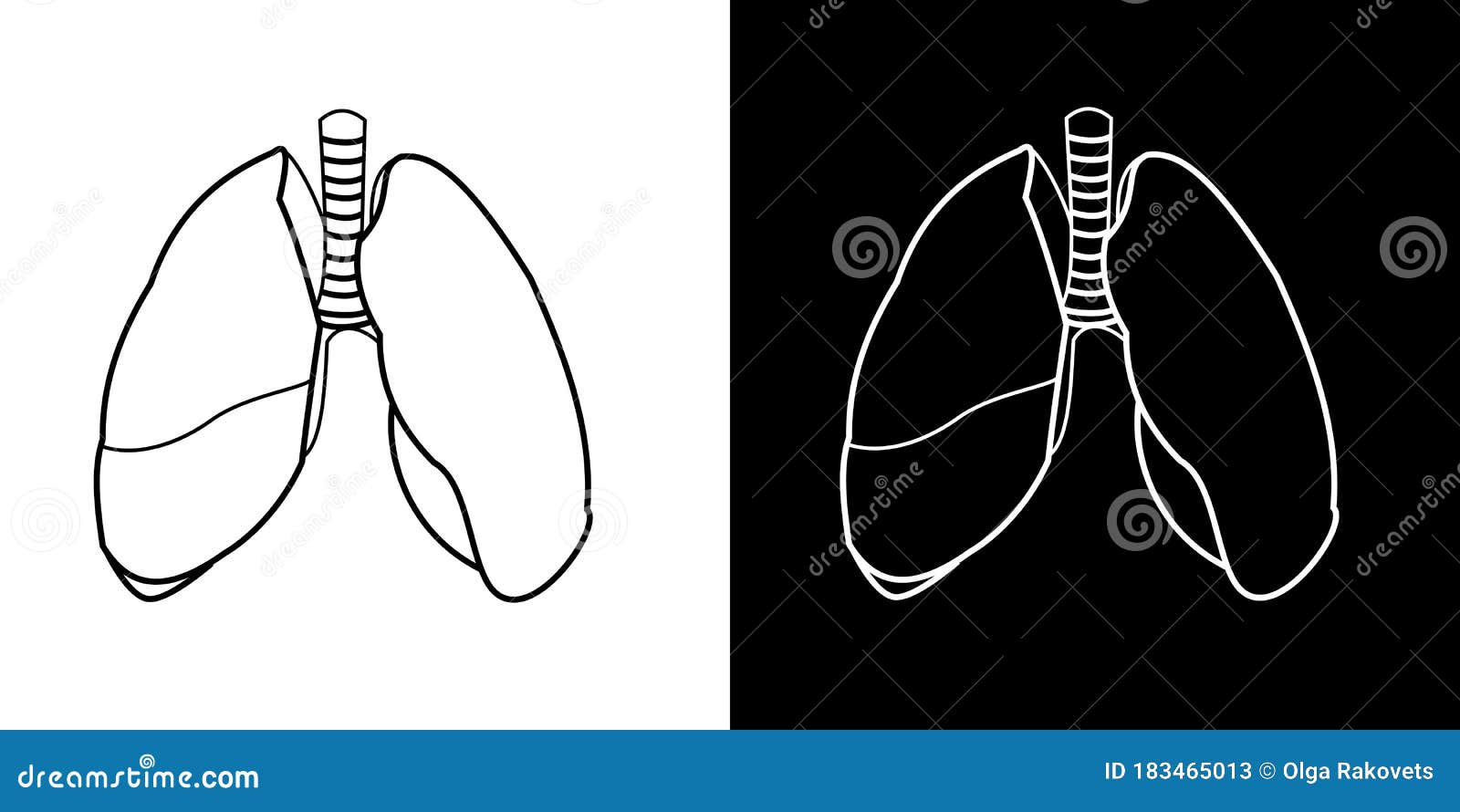 Outline Vector Drawing of the Human Lungs Stock Vector - Illustration ...