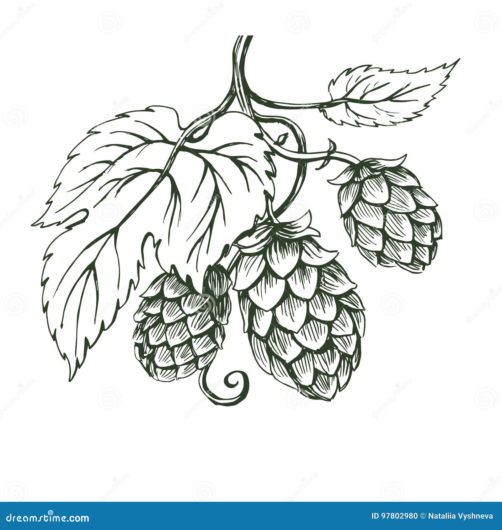 Hops Branch With Leaves And Hop Cones. Vintage Hops For Labels ...