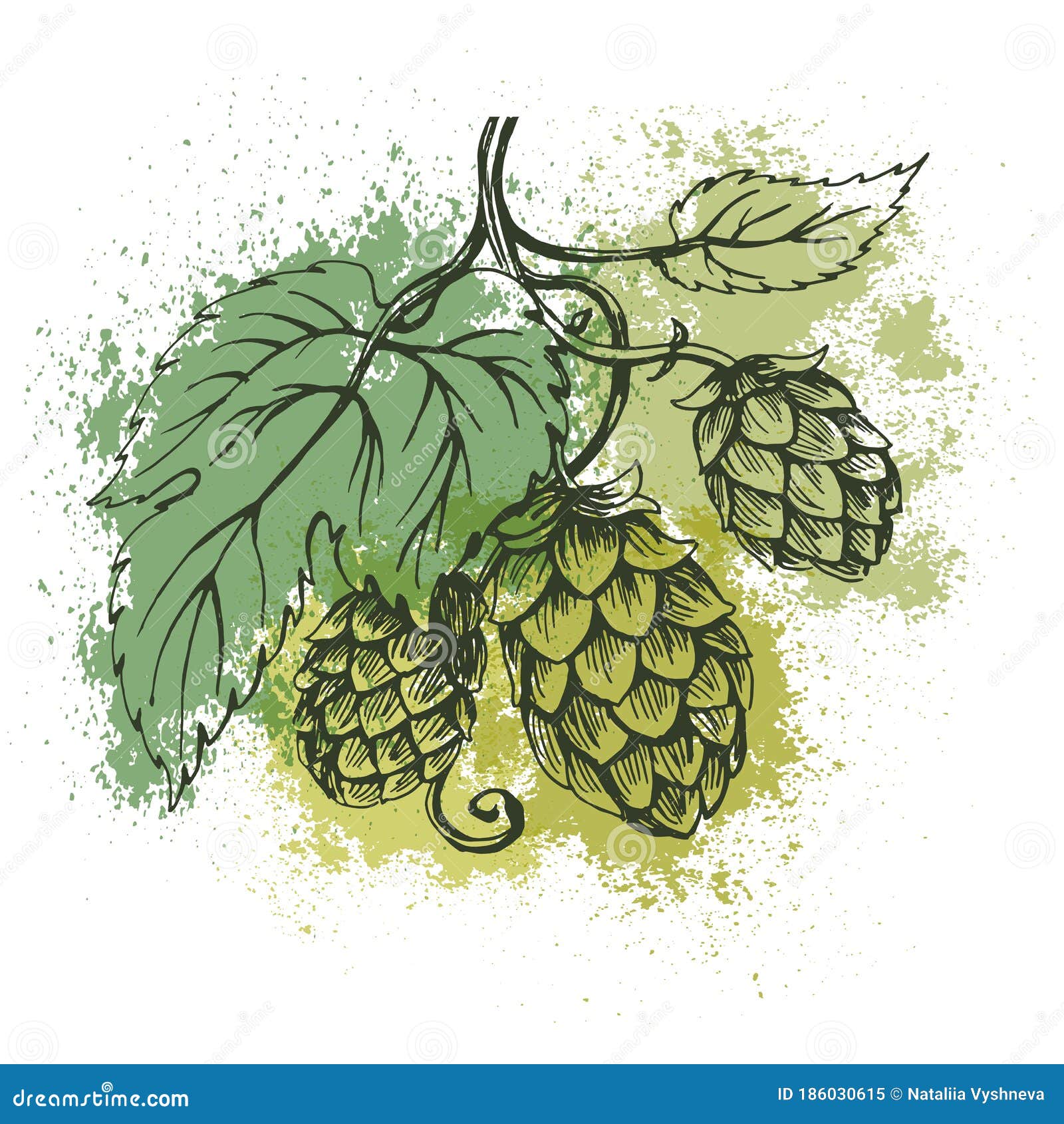 Hops Branch With Leaves And Hop Cones. Vintage Hops For Labels ...