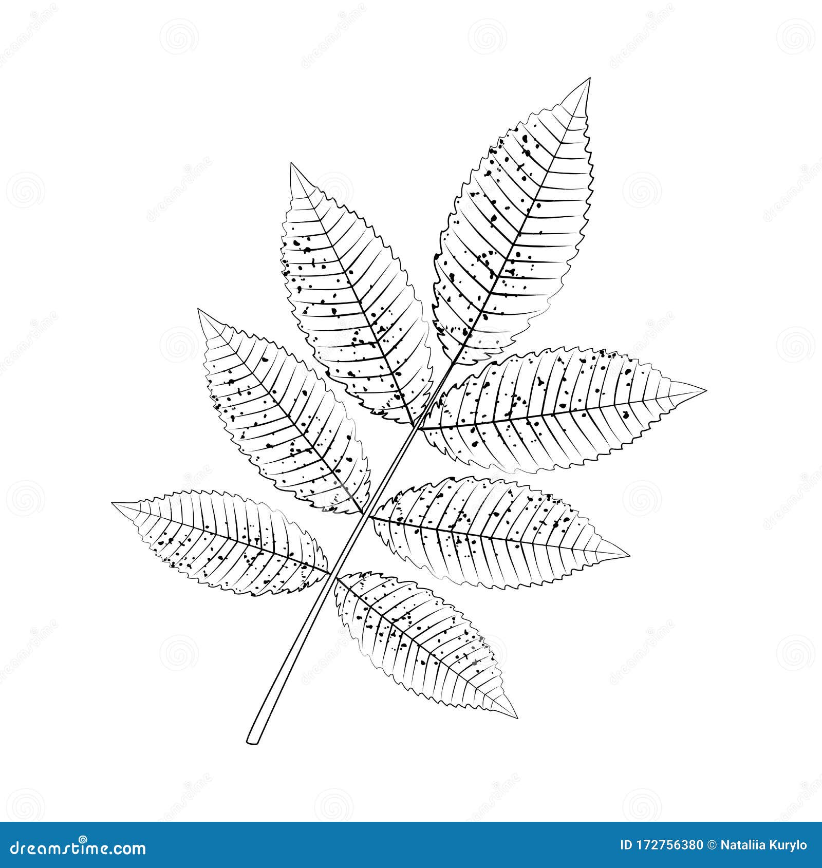 Outlined Ash Leaf, Sketch for Coloring Stock Vector - Illustration of ...