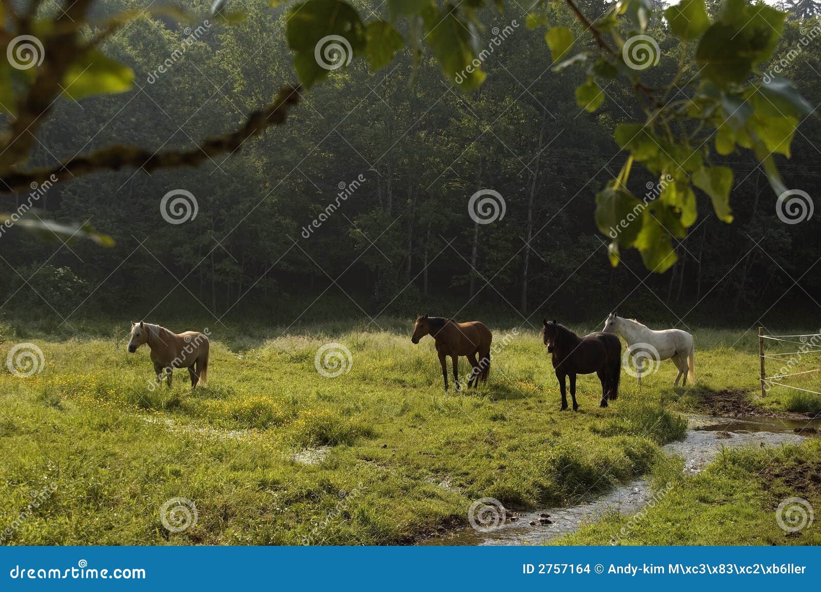 Outlook on a horse pasture stock photo. Image of coal - 2757164