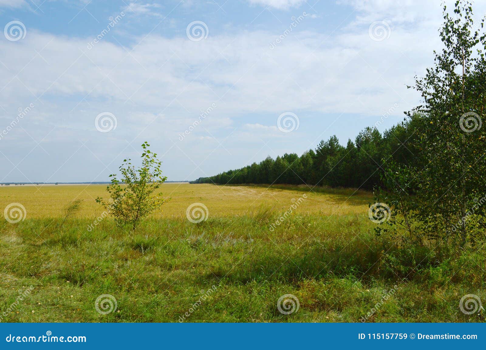 Outlying forest stock image. Image of mood, shot, naturefields - 115157759