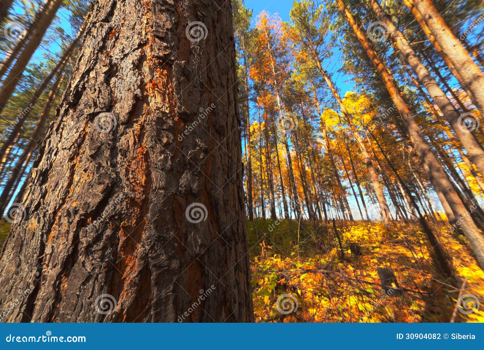 Outono, HDRI foto de stock. Imagem de floresta, novembro - 30904082