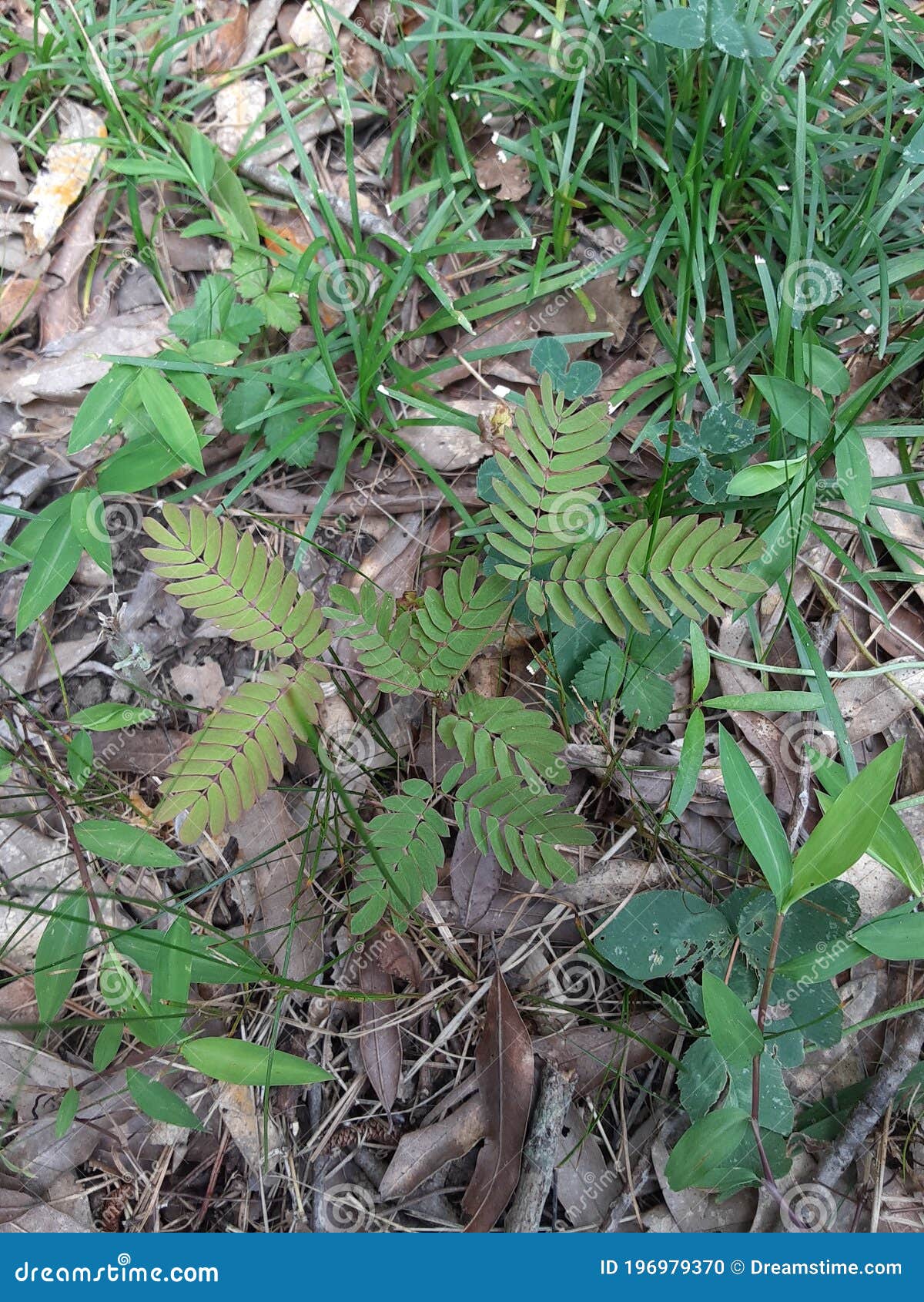 Outside Greenery Foliage Grasses Leaves Stock Photo - Image of greenery ...