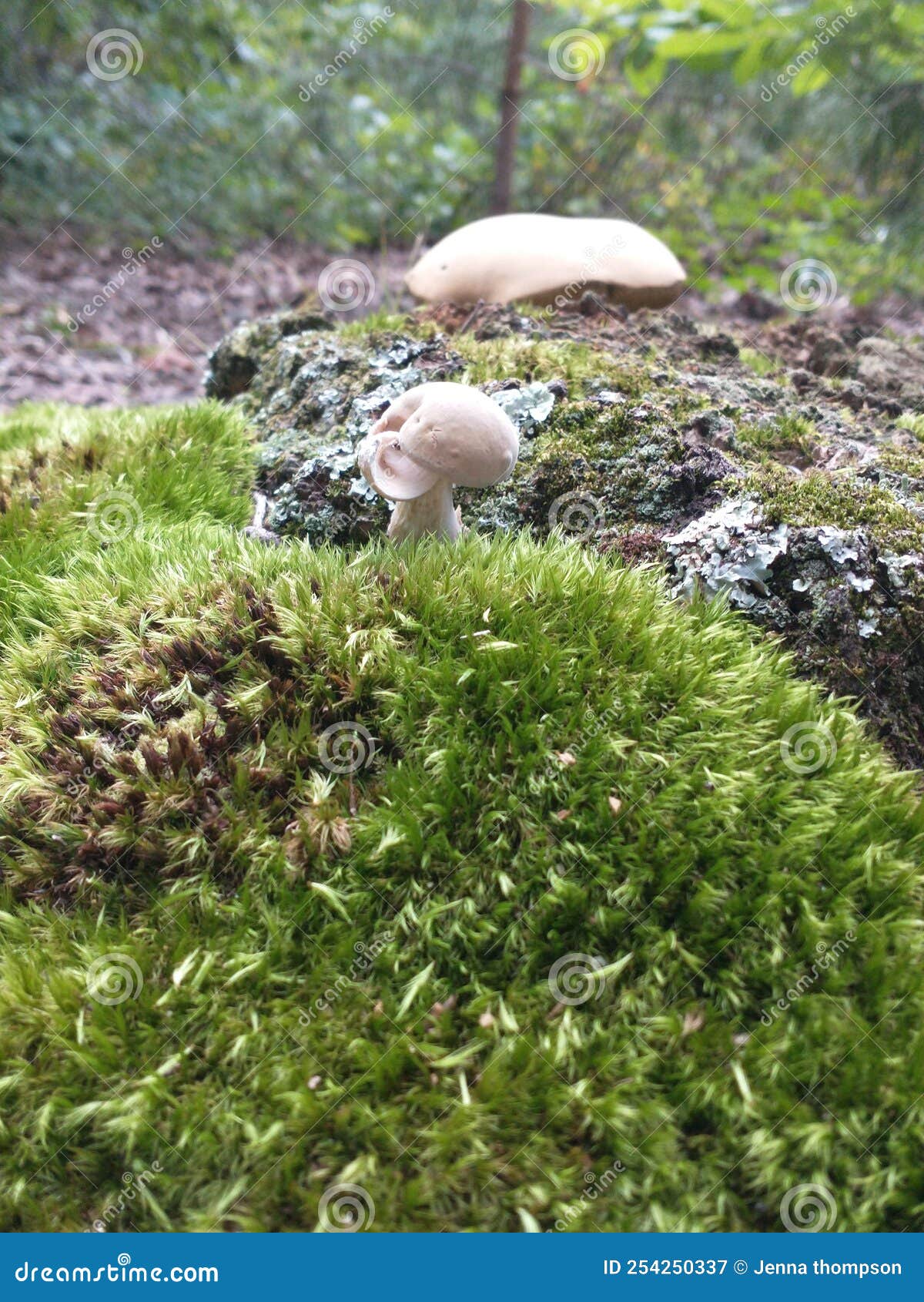 Mushrooms In The Grass. Royalty-Free Stock Photo | CartoonDealer.com ... Mushrooms In The Grass. Royalty-Free Stock Photo | CartoonDealer.com ...