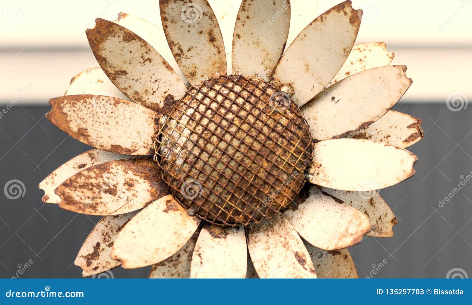 Metallic Rustic Sunflower Soaking in Rays Stock Image - Image of ...