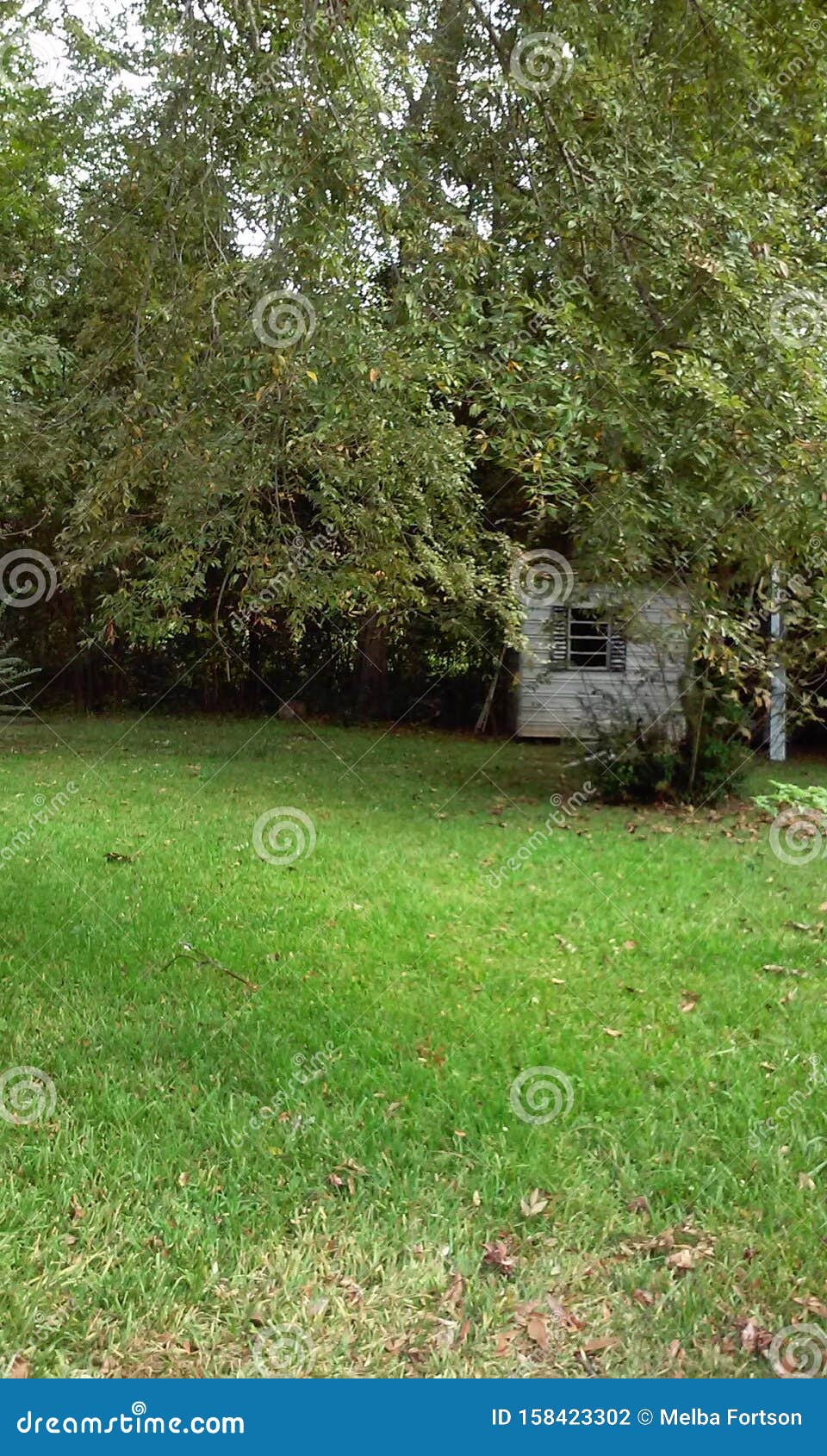 Outside stock photo. Image of grass, green, tree, outside - 158423302
