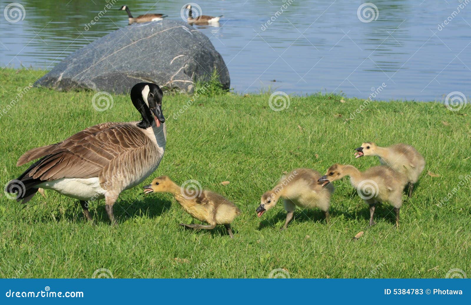 Outsider stock image. Image of conflict, spring, outdoors - 5384783