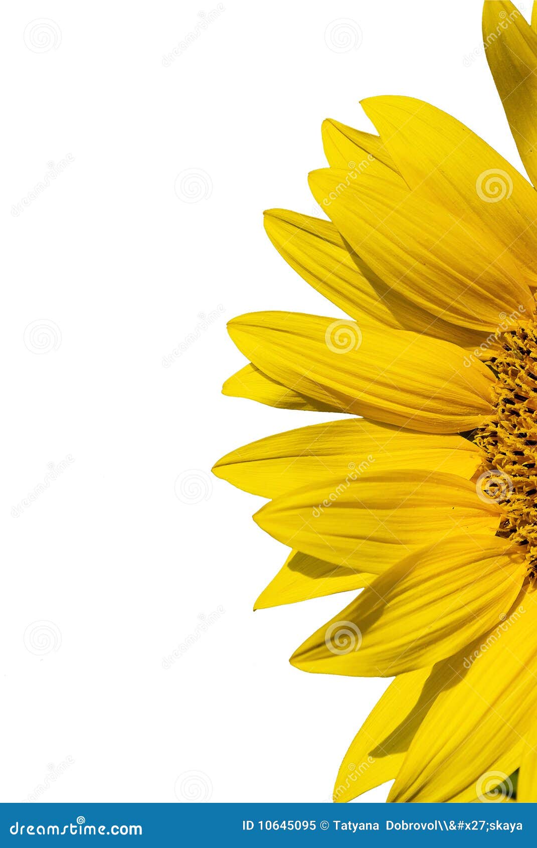 Outstanded Yellow Sunflower Stock Image - Image of sunflower, blooming ...