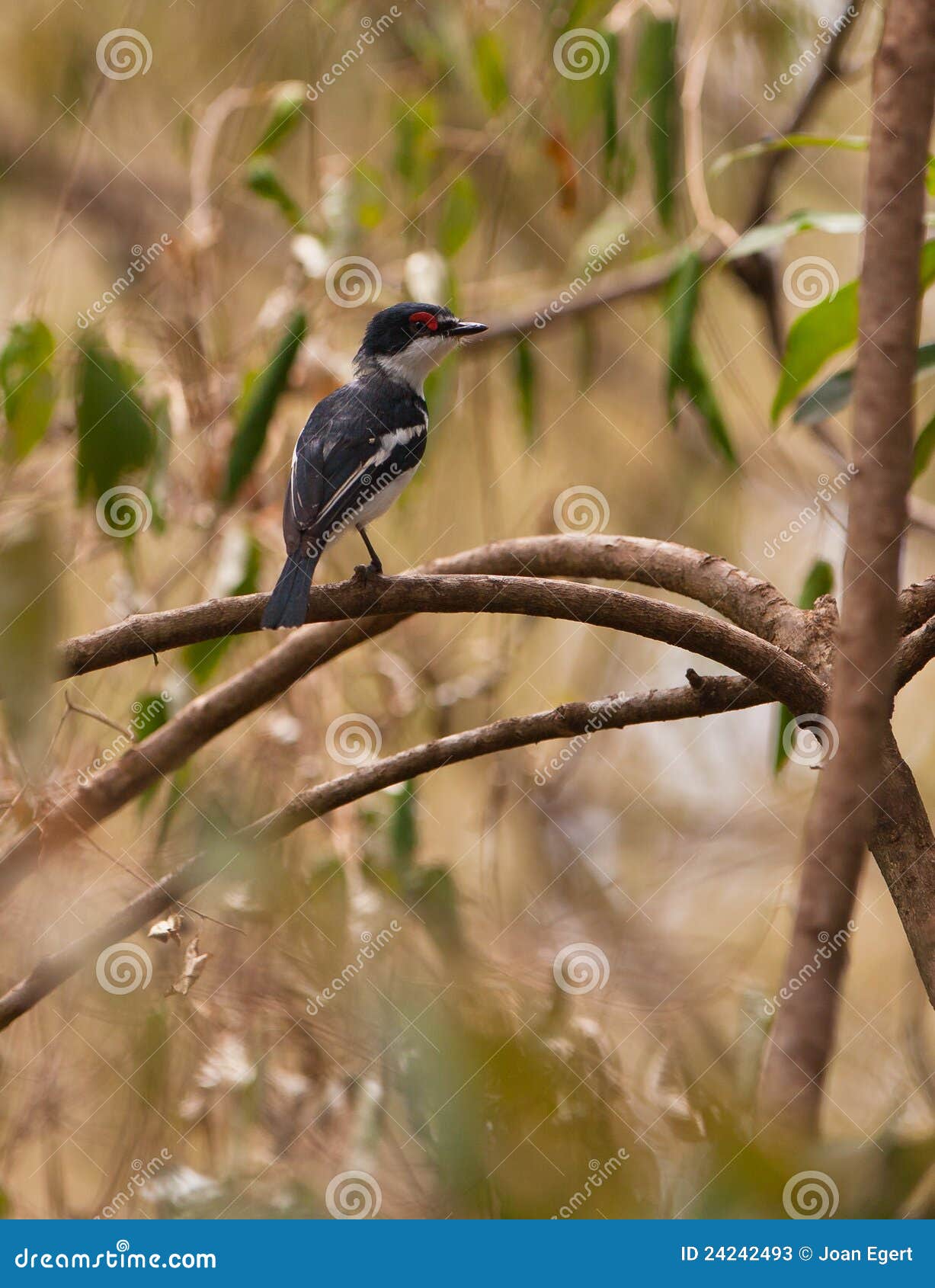 The Outstanding Common Wattle-eye Stock Image - Image of forest, africa ...