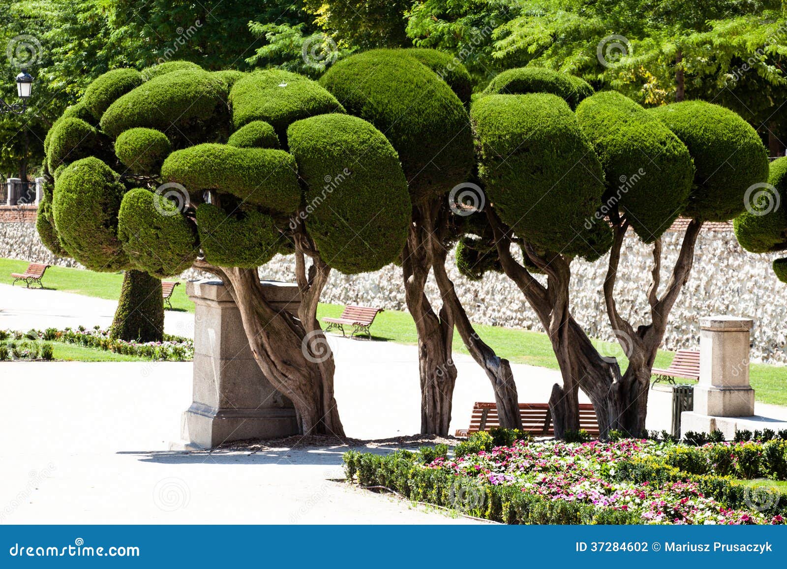 Outstanding Cypress Trees In Retiro Park In Madrid, Spain Stock Photo ...