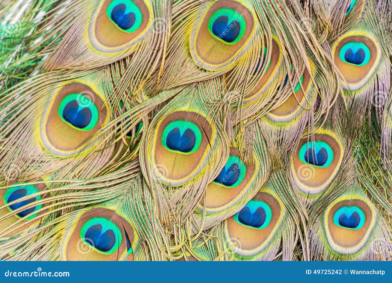 Outstanding Peacock Plumage Pattern Stock Photo - Image of beautiful ...