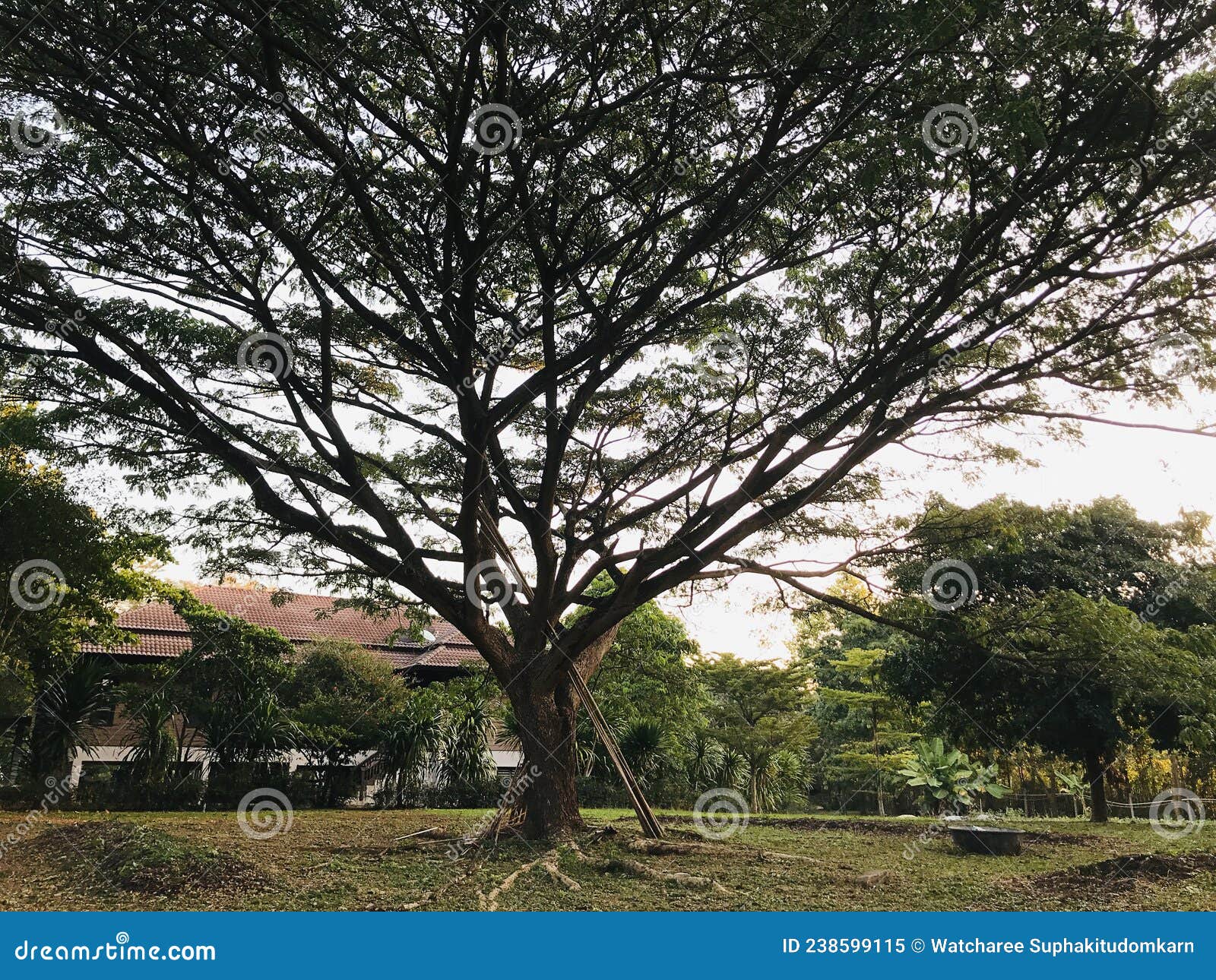 Samanea Saman or Rain Tree or Monkey Pod Tree in Thailand. Stock Image ...