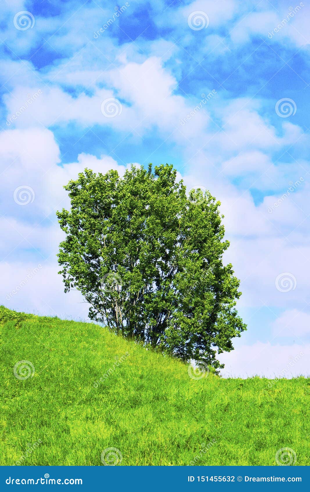 Outstanding Solo Tree with Blue Skies and Green Grass Stock Photo ...