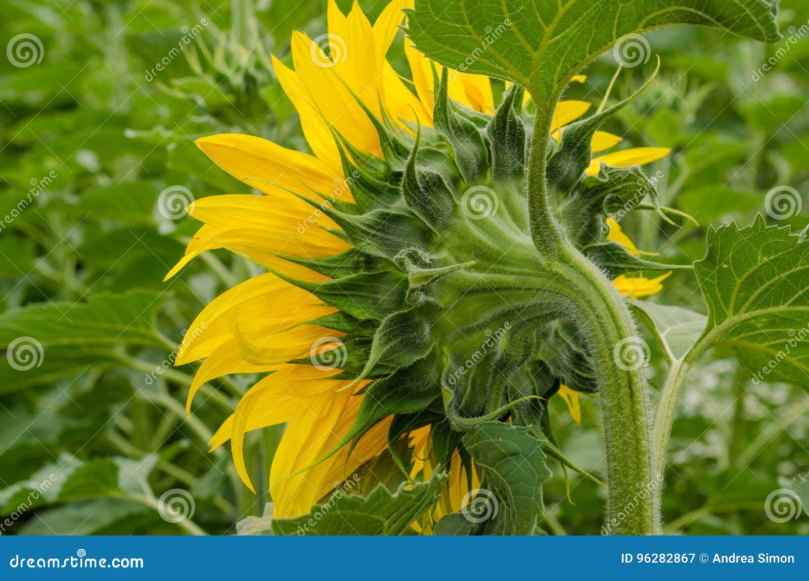 Outstanding sunflower stock image. Image of green, macro - 96282867